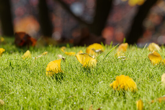 Ochi-Bilder: Stock-Fotos & -Videos. | Adobe Stock