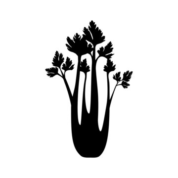Biennial Plant Drawing