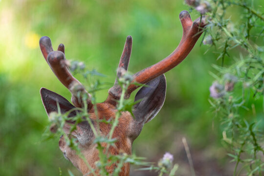 Distelarten-Bilder: Stock-Fotos & -Videos. | Adobe Stock
