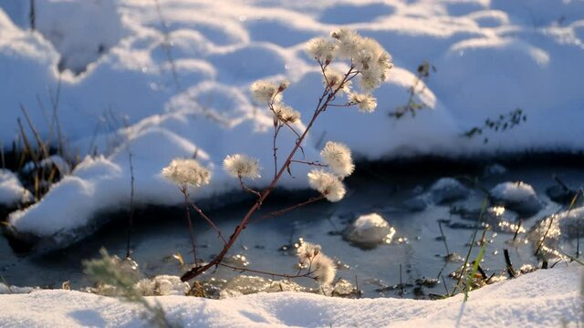 "Seashore Aster" Images – Browse 72 Stock Photos, Vectors, and Video ...
