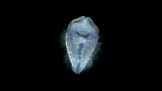 "Sea Walnut" Bilder – Durchsuchen 485 Archivfotos, Vektorgrafiken und ...