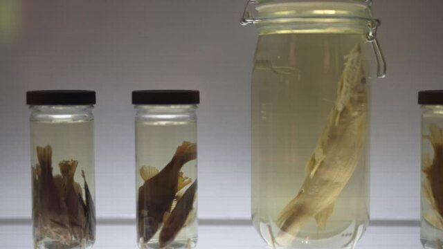 Fish Taxidermy Images – Browse 599 Stock Photos, Vectors, and Video ...