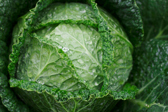 Kopfkohl Bilder – Durchsuchen 63,057 Archivfotos, Vektorgrafiken und ...