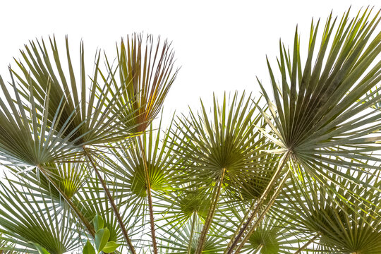 รูปภาพLatanier – เลือกดูภาพถ่ายสต็อก เวกเตอร์ และวิดีโอ355 | Adobe Stock