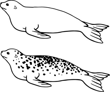 Seal Outline