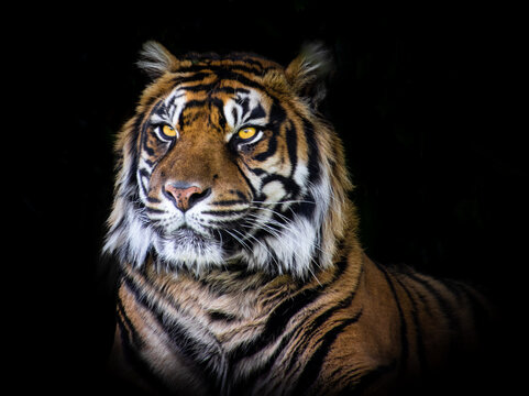 "Tiger Head" Billeder – Gennemse 4,231 stockfotos, vektorer og videoer ...