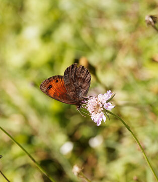 「Ocelles」の画像 - 269 件の Stock 写真、ベクターおよびビデオ | Adobe Stock