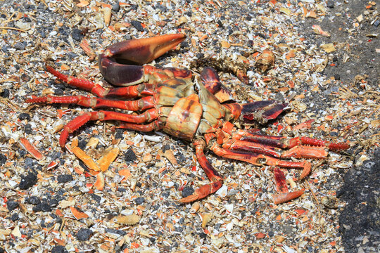 รูปภาพKrabbe – เลือกดูภาพถ่ายสต็อก เวกเตอร์ และวิดีโอ10,242 | Adobe Stock