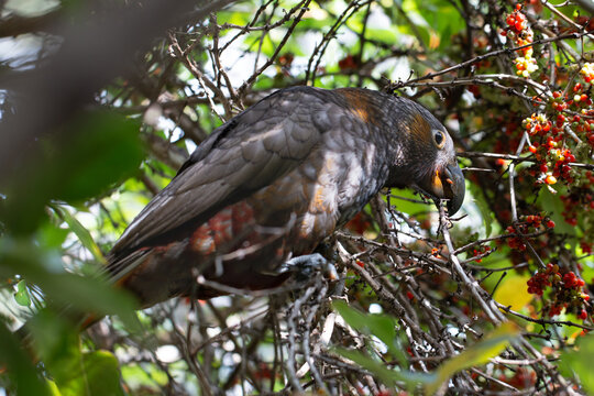 รูปภาพStrigopidae – เลือกดูภาพถ่ายสต็อก เวกเตอร์ และวิดีโอ143 | Adobe Stock