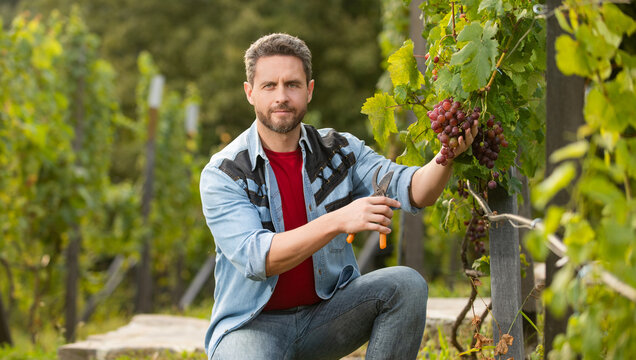 Enologist bilder – Bläddra bland 23,514 stockfoton, vektorer och videor ...