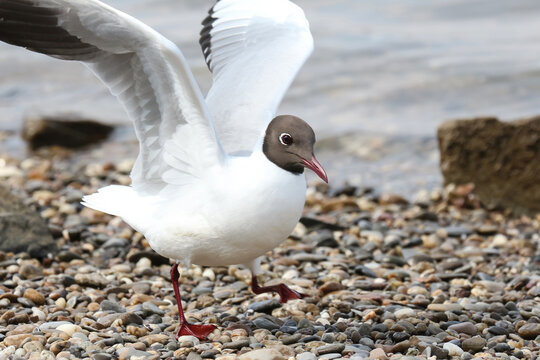 「Schwinge」の画像 - 3,230 件の Stock 写真、ベクターおよびビデオ | Adobe Stock