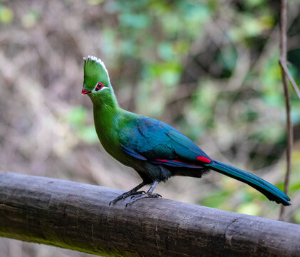 Lourie Bilder – Durchsuchen 402 Archivfotos, Vektorgrafiken und Videos ...