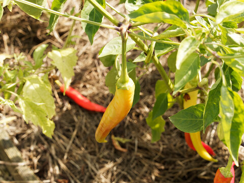 "Piment Doux"-Bilder: Stock-Fotos & -Videos. | Adobe Stock