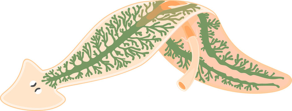 รูปภาพPlanaria – เลือกดูภาพถ่ายสต็อก เวกเตอร์ และวิดีโอ518 | Adobe Stock