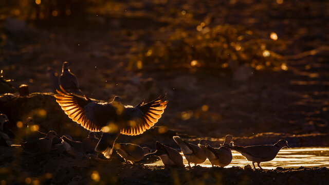 รูปภาพCapocolla – เลือกดูภาพถ่ายสต็อก เวกเตอร์ และวิดีโอ2,261 | Adobe Stock