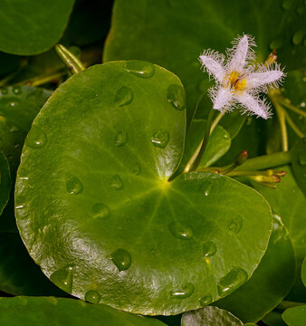 Nymphoides Images – Browse 989 Stock Photos, Vectors, and Video | Adobe Stock