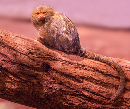 Gummivore Images – Browse 11 Stock Photos, Vectors, and Video | Adobe Stock