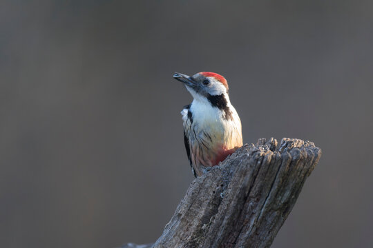 Medius Bilder – Durchsuchen 1,739 Archivfotos, Vektorgrafiken und ...