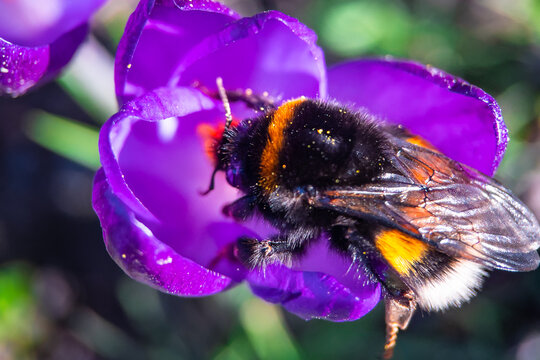 .Hummel Bilder – Durchsuchen 163,010 Archivfotos, Vektorgrafiken und ...
