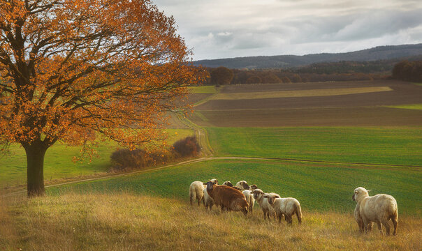 รูปภาพHerbstbild – เลือกดูภาพถ่ายสต็อก เวกเตอร์ และวิดีโอ1,146 | Adobe ...