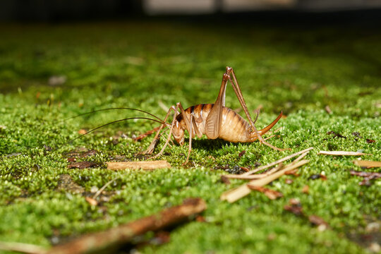 รูปภาพSprickets – เลือกดูภาพถ่ายสต็อก เวกเตอร์ และวิดีโอ175 | Adobe Stock