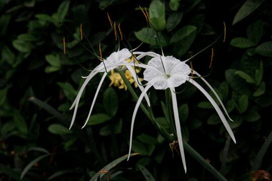 Staminal Images – Browse 46 Stock Photos, Vectors, and Video | Adobe Stock