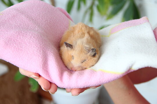 Hamsterbacken Bilder – Durchsuchen 1,862 Archivfotos, Vektorgrafiken ...