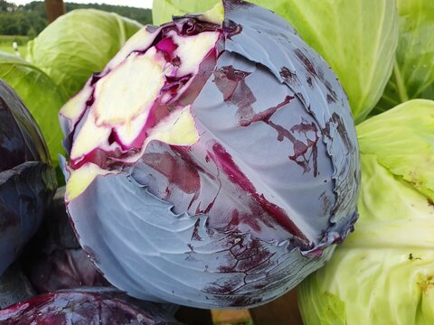 รูปภาพKopfkohl – เลือกดูภาพถ่ายสต็อก เวกเตอร์ และวิดีโอ201 | Adobe Stock