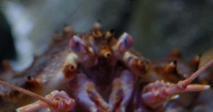 Paralithodes bilder – Bläddra bland 116 stockfoton, vektorer och videor ...