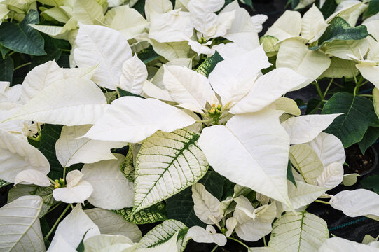 Julblommor bilder – Bläddra bland 146,939 stockfoton, vektorer och ...