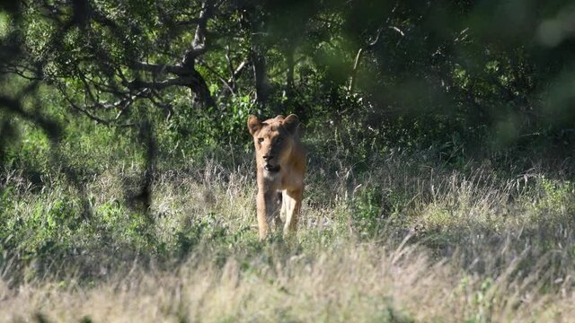 Lionees Images – Browse 553 Stock Photos, Vectors, and Video | Adobe Stock