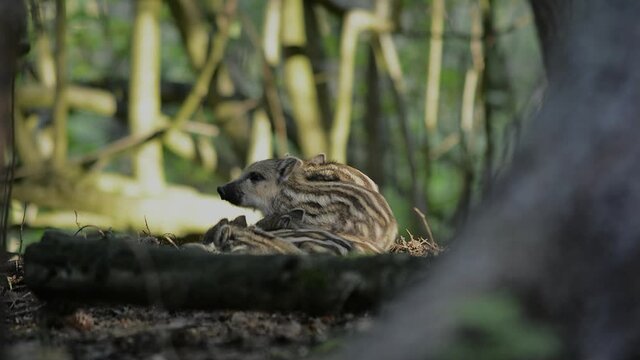 Warchlak Images – Browse 63 Stock Photos, Vectors, and Video | Adobe Stock