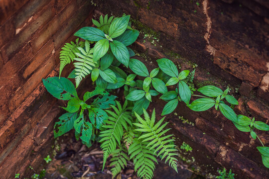 Entwined Images – Browse 12,629 Stock Photos, Vectors, and Video ...