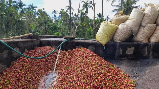 Imagens de Pulping – Explore Fotografias do Stock, Vetores e Vídeos de ...