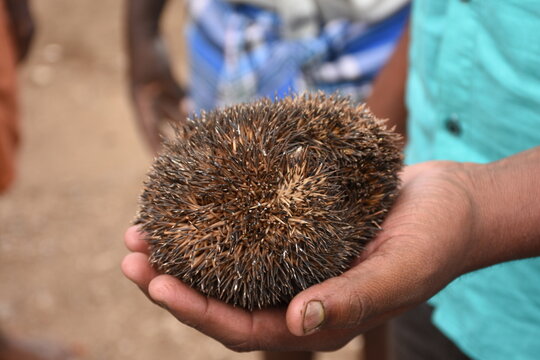 「Eli」の画像 - 1,030 件の Stock 写真、ベクターおよびビデオ | Adobe Stock