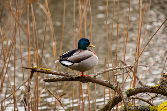 Wildenten-Bilder: Stock-Fotos & -Videos. | Adobe Stock