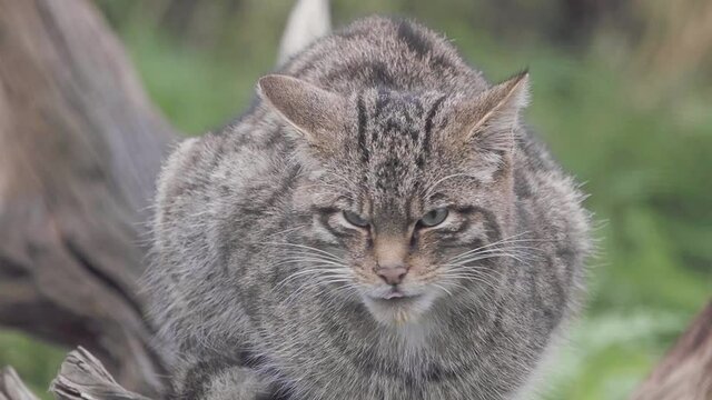 "Scottish Wildcat" Images – Browse 507 Stock Photos, Vectors, and Video ...