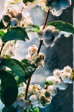 Ghostberry Bilder – Durchsuchen 6,365 Archivfotos, Vektorgrafiken und ...