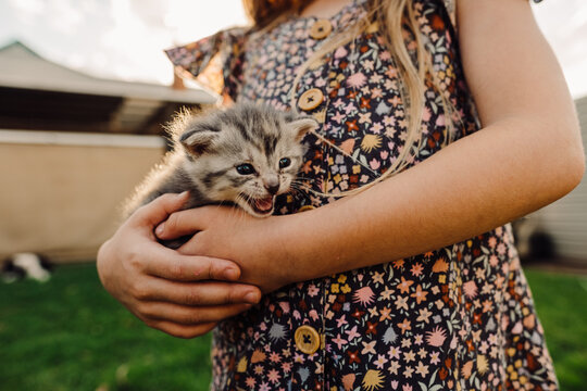 Imágenes de Meow: descubre bancos de fotos, ilustraciones, vectores y ...