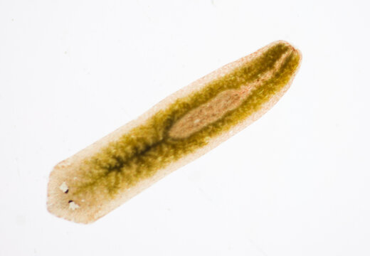 Planaria Slide