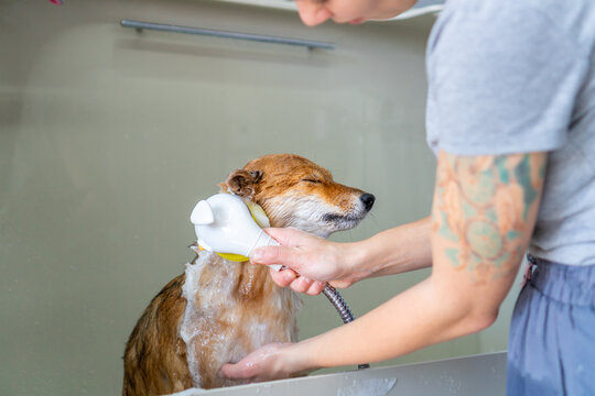 「Dog Hurt」の画像 - 6,095 件の Stock 写真、ベクターおよびビデオ | Adobe Stock
