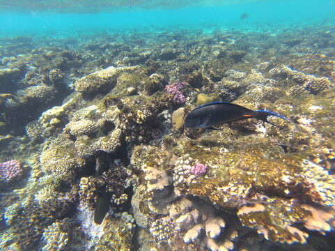 Acuatica bilder – Bläddra bland 7,586 stockfoton, vektorer och videor ...