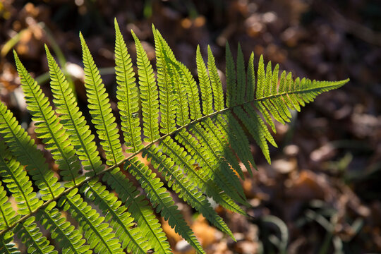 รูปภาพPteridopsida – เลือกดูภาพถ่ายสต็อก เวกเตอร์ และวิดีโอ1,800 ...