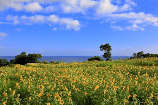 「畑」の画像 - 12,666,589 件の Stock 写真、ベクターおよびビデオ | Adobe Stock