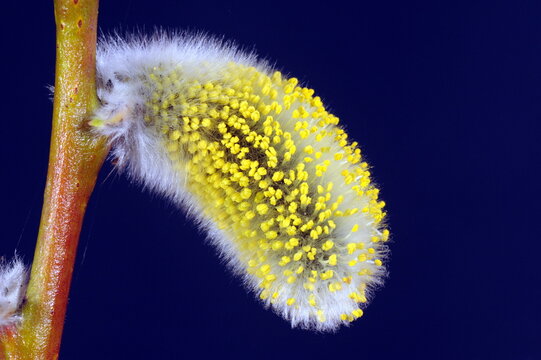 Graspollen Bilder – Durchsuchen 5,326 Archivfotos, Vektorgrafiken und ...