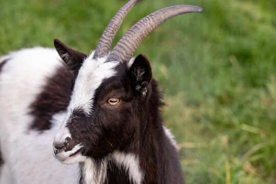 Caprinae Images – Browse 7,201 Stock Photos, Vectors, and Video | Adobe ...