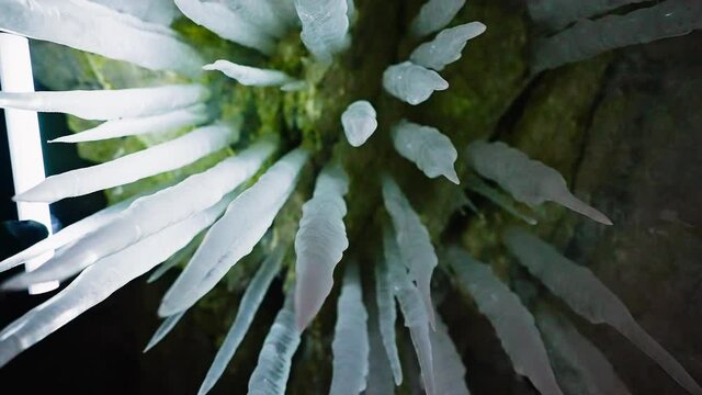 "Ice Spikes"-Bilder: Stock-Fotos & -Videos. | Adobe Stock