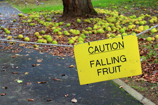 "Falling Fruit" Images – Browse 276 Stock Photos, Vectors, and Video ...