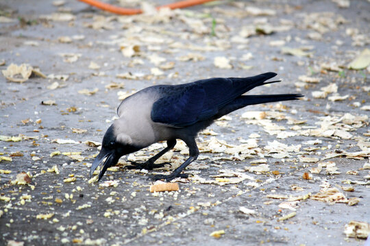 Indian Crow"」の写真素材 | 996件の無料イラスト画像 | Adobe Stock