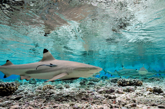 Haiflosse bilder – Bläddra bland 92 stockfoton, vektorer och videor ...